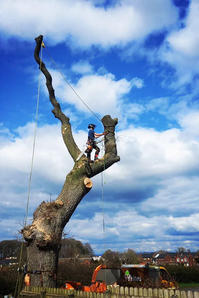 Tree Surgeon in Carlisle & Cumbria - White's Tree Services